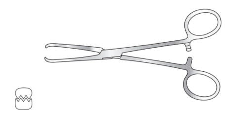 Allis Tissue Forceps - Surgical Holdings